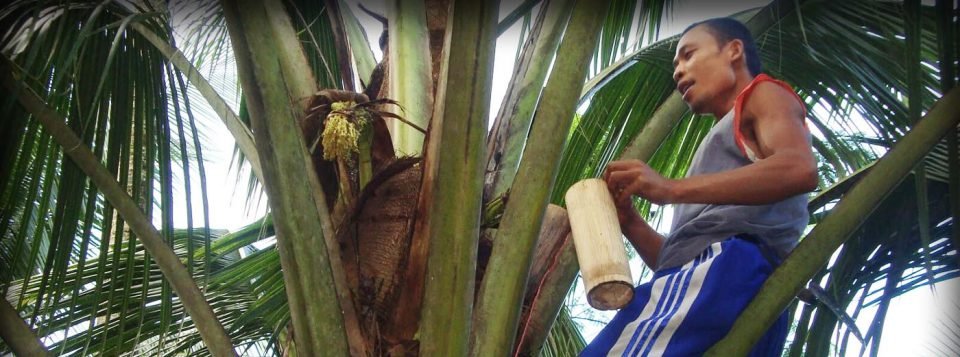 Collecting Coconut Sap - organiccoconutpalmsugar.com